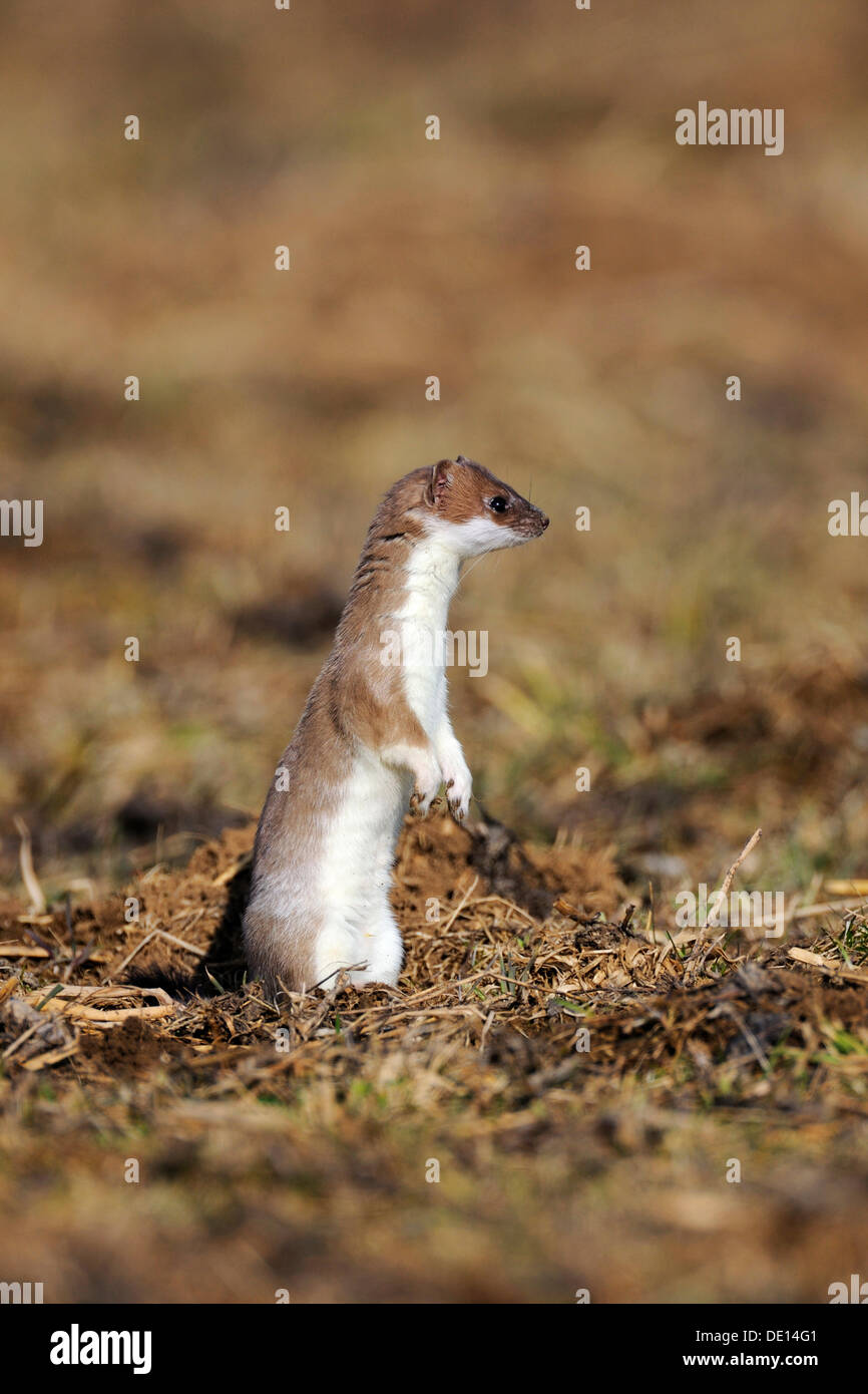 Stoat, ermine or short-tailed weasel (Mustela erminea), in summer coat ...