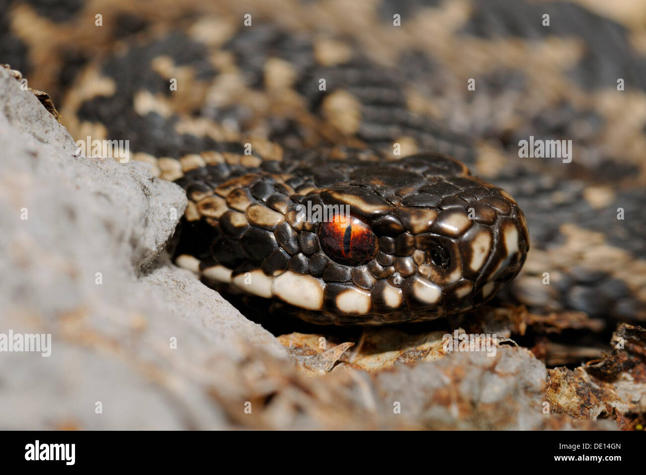 Scandinavian snakes hi-res stock photography and images - Alamy
