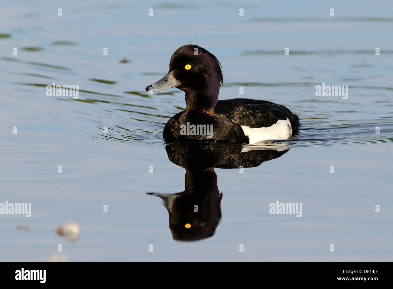 Norwegian duck hi-res stock photography and images - Alamy