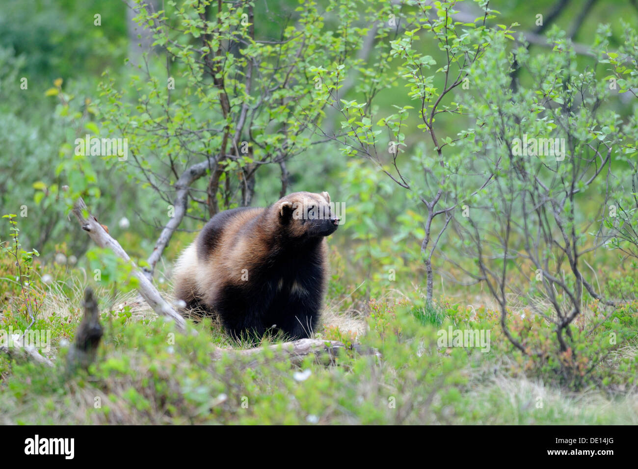 Wolverine, glutton, carcajou, skunk bear, quickhatch, or gulon (Gulo ...