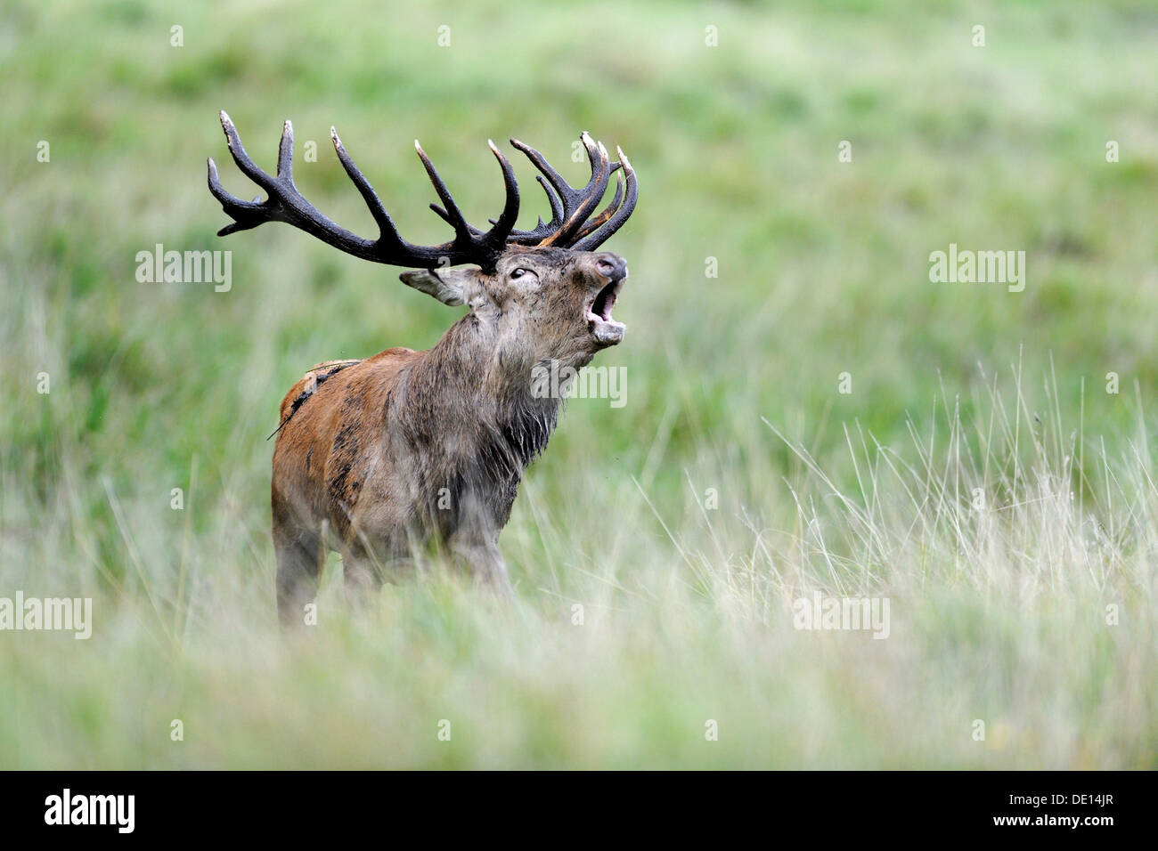 Red Deer (Cervus elaphus) bugling stag in the rut, Klampenborg ...