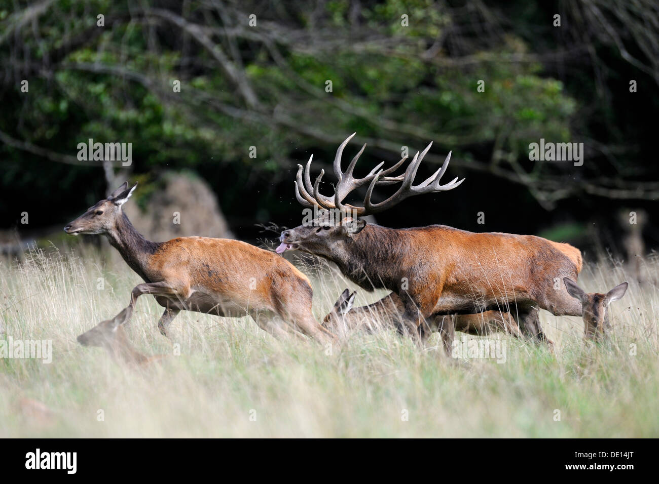 Red Deer (Cervus elaphus), dominant stag driving a hind, Klampenborg ...