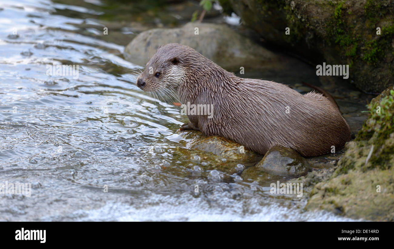 Bank of a river hi-res stock photography and images - Alamy