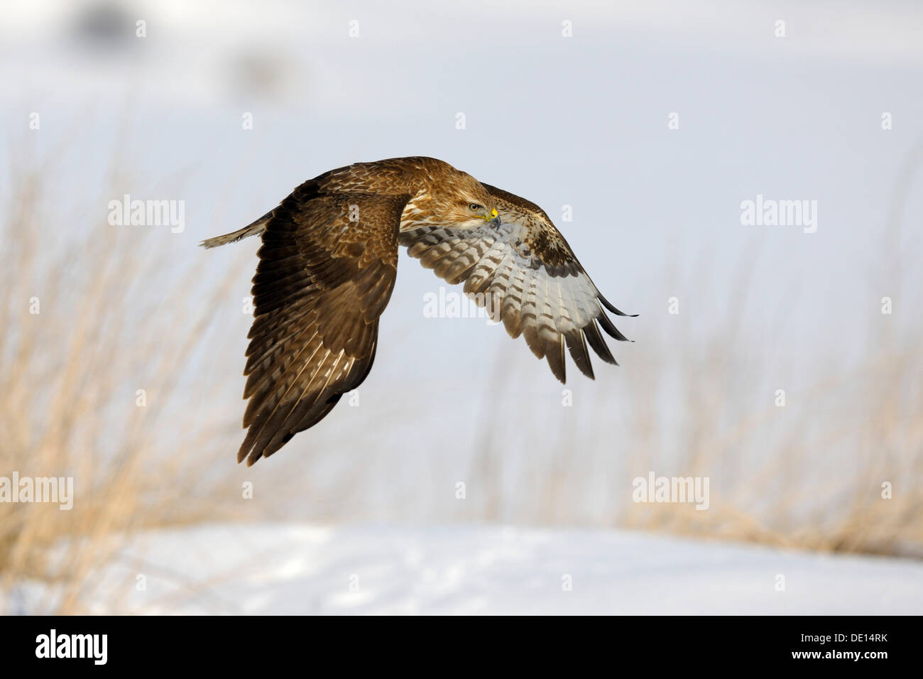 Common Buzzard (Buteo buteo) in flight, biosphere reserve, Swabian Alb ...