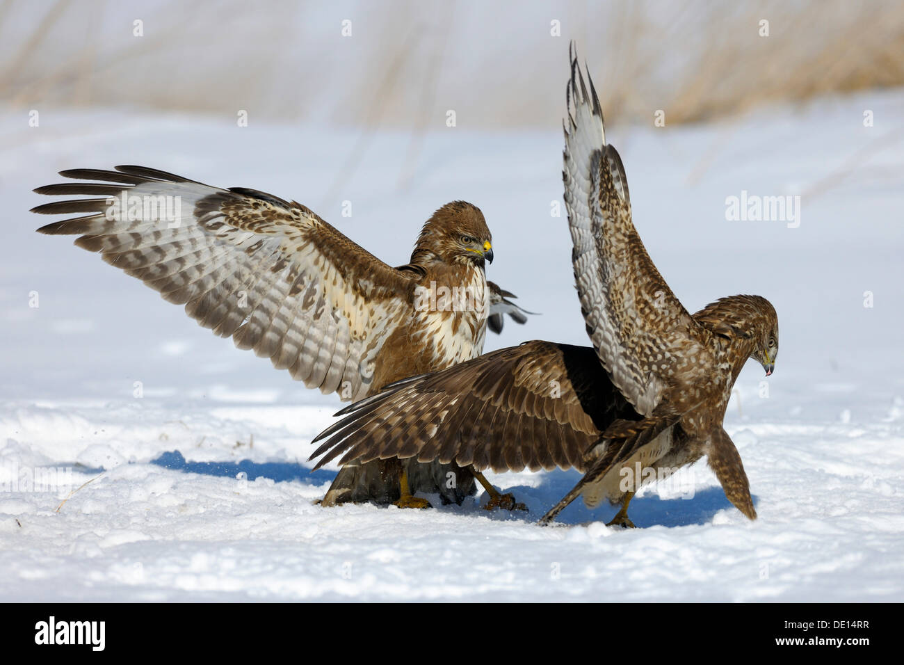 Common Buzzards (Buteo buteo) fighting, biosphere reserve, Swabian Alb ...