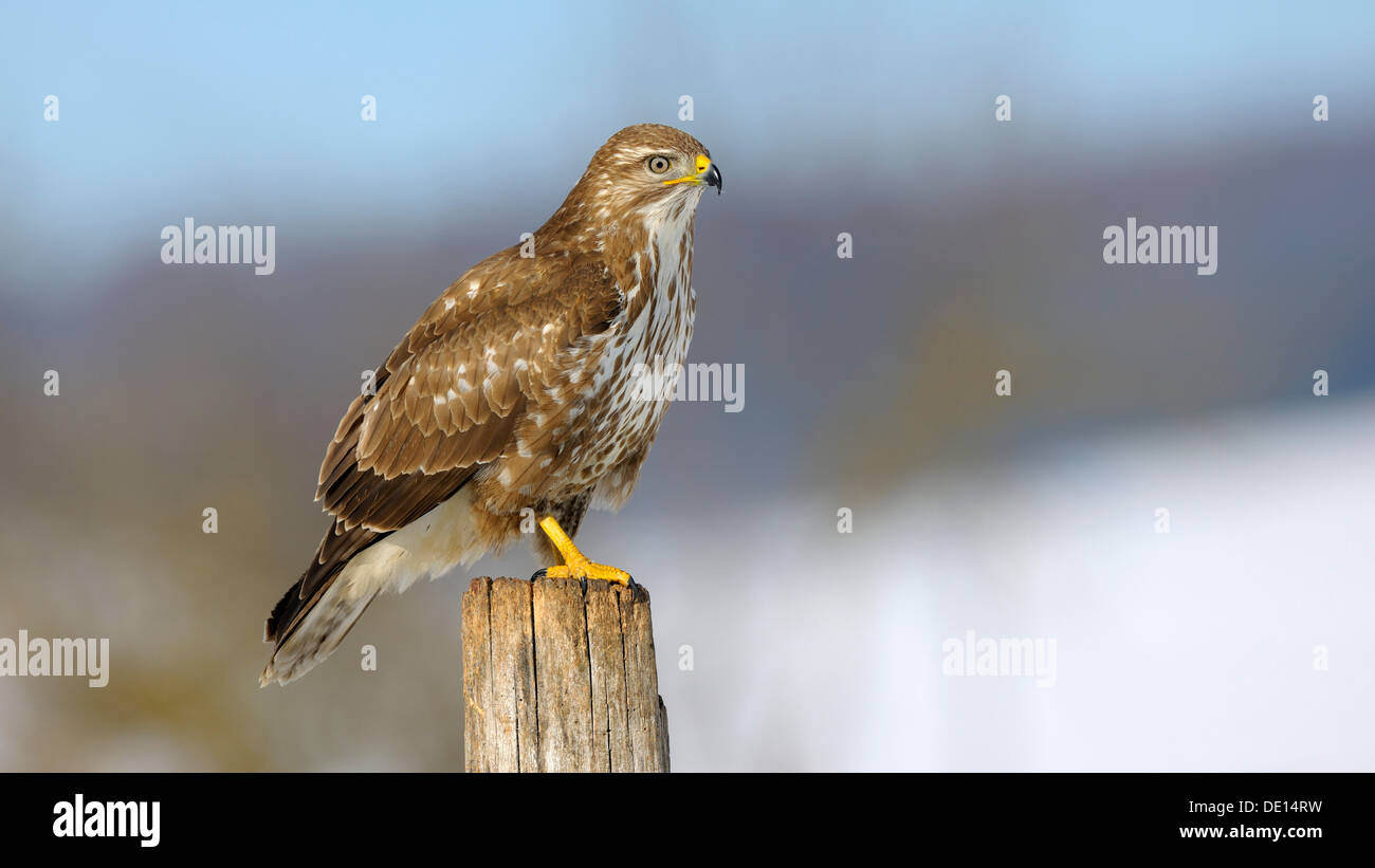 Common Buzzard (Buteo buteo) perched on a pole, biosphere reserve ...