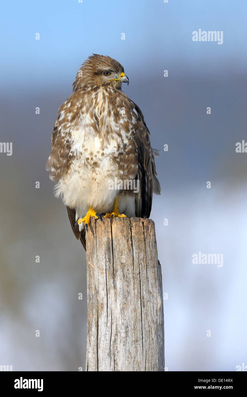 Common Buzzard (Buteo buteo) perched on a pole, biosphere reserve ...
