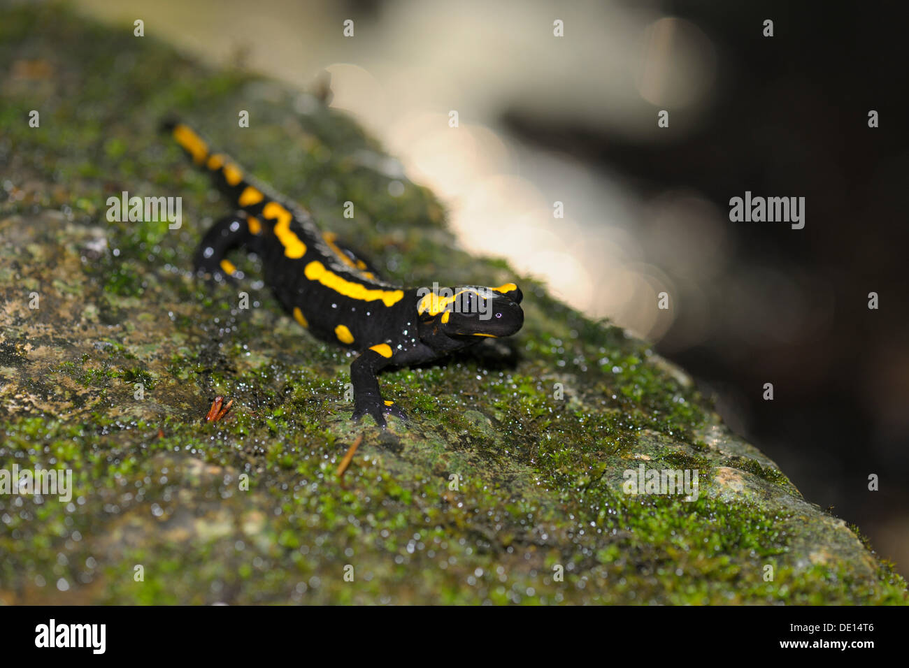 Salamandra salamandra salamandrid single animal true salamanders true ...