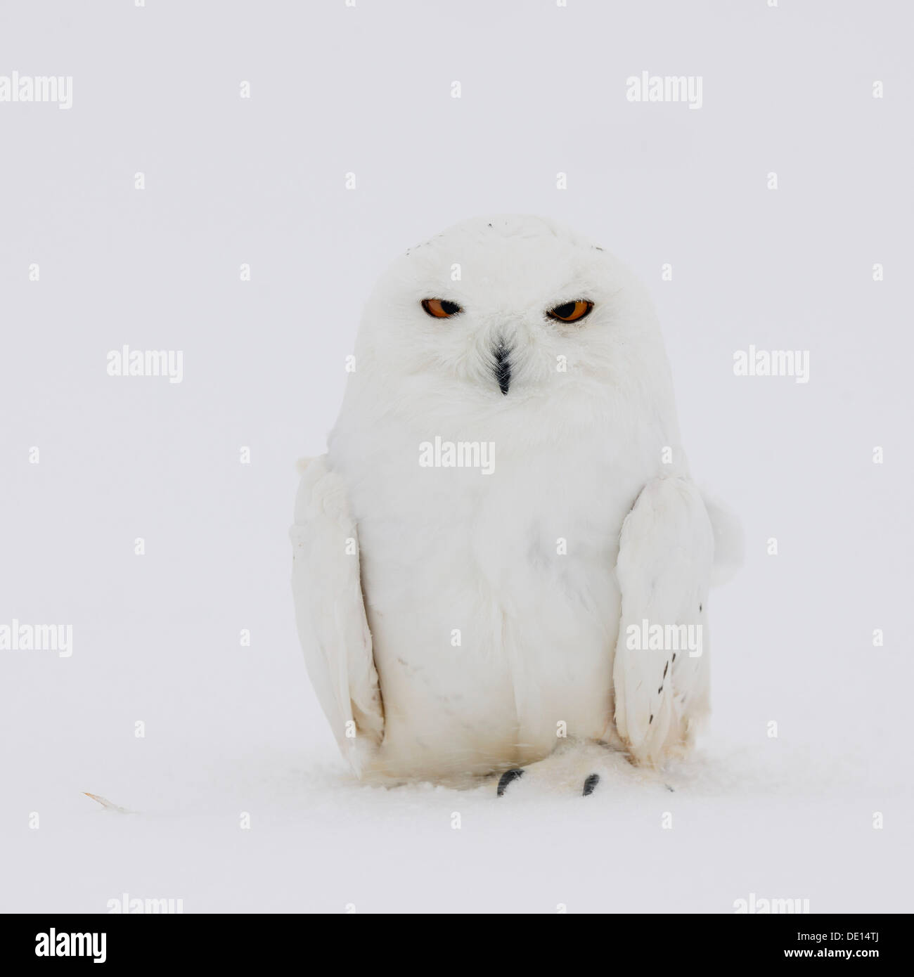Snowy Owl (Bubo scandiacus), male in a snowstorm, Finnish Lapland ...