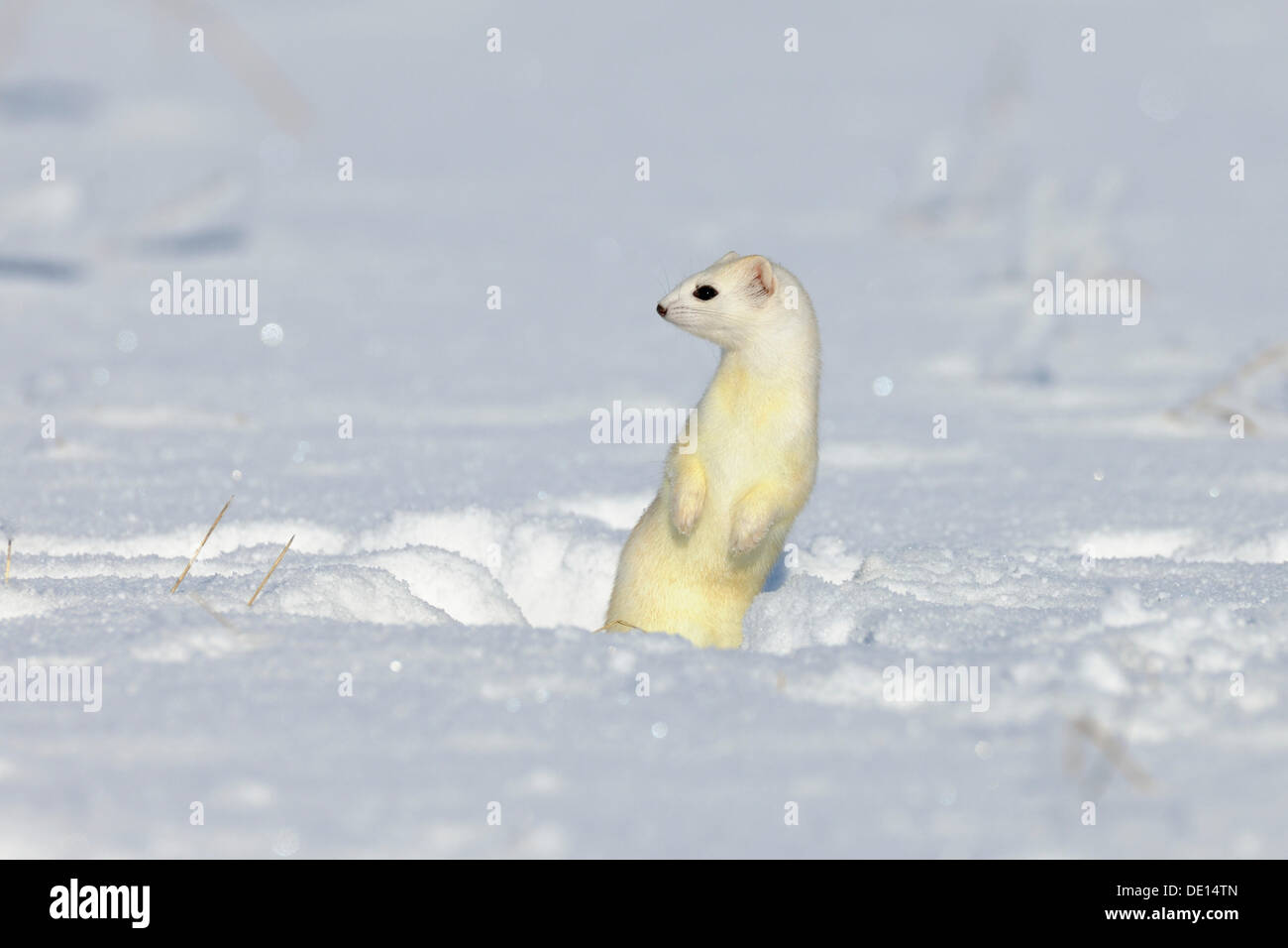 Stoat or Ermine (Mustela erminea) in its winter coat, standing on its ...