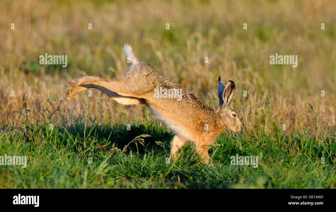 Hare (Lepus europaeus), shaking water from its fur, morning dew, Texel ...