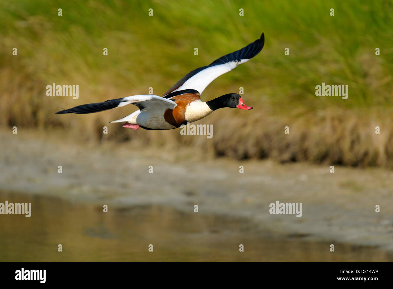 Common Shelduck (Tadorna tadorna), drake in flight, Texel, Wadden ...