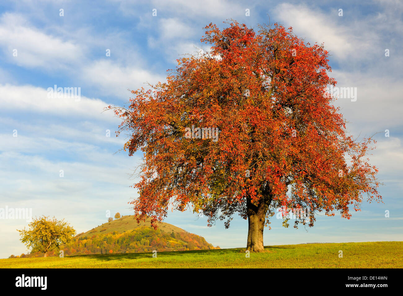 Pear tree in autumn colors hi-res stock photography and images - Alamy