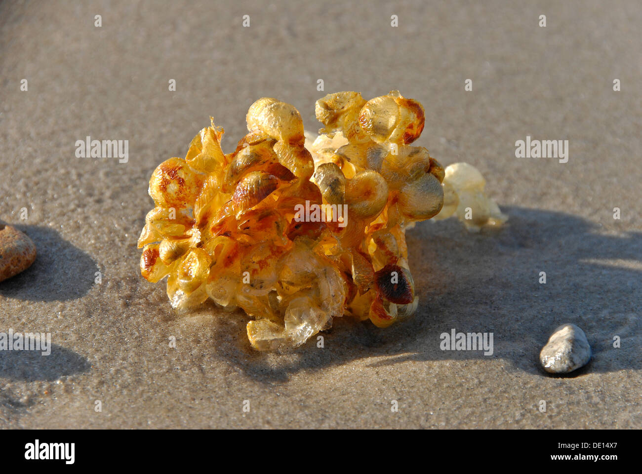 Whelk eggs hi-res stock photography and images - Alamy