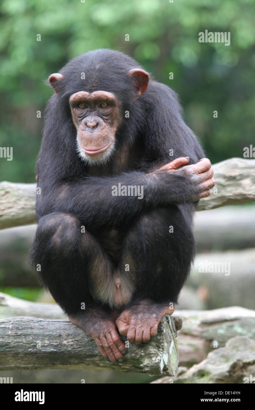 A wildlife shot of chimpanzees in captivity Stock Photo - Alamy