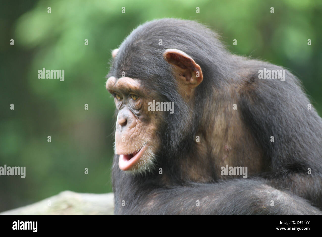 A wildlife shot of chimpanzees in captivity Stock Photo - Alamy