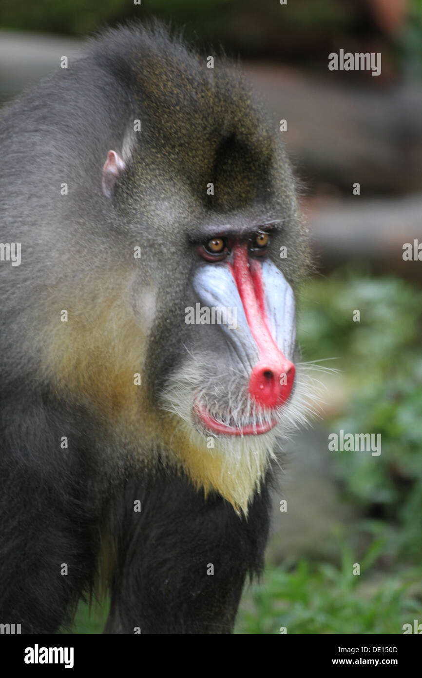 Singe mandrillus sphinx hi-res stock photography and images - Alamy