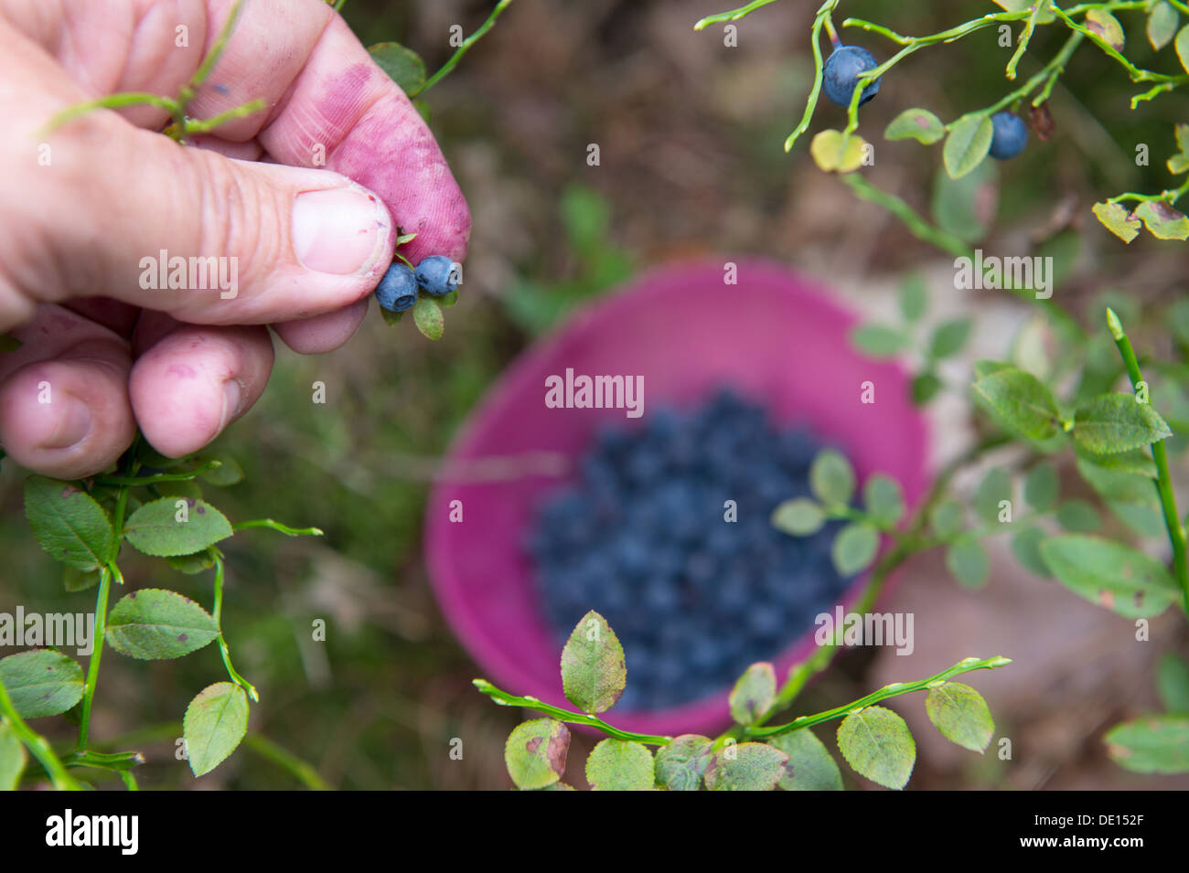 Showing picked blueberries in the forest Stock Photo - Alamy