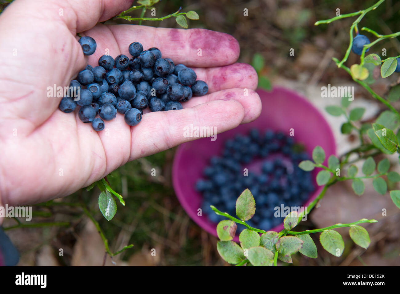 Showing picked blueberries in the forest Stock Photo - Alamy