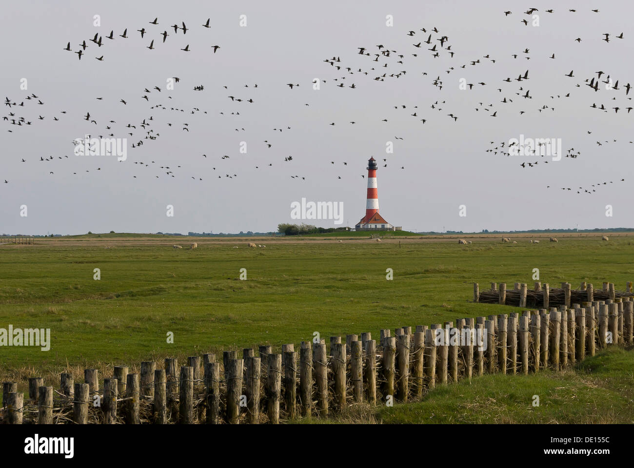 Flock of geese over the salt marshes Westerhever lighthouse with shore ...