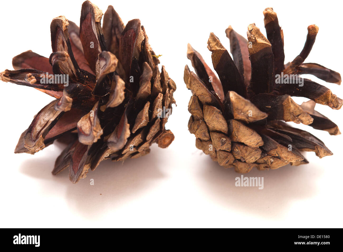 pine cone isolated Stock Photo - Alamy