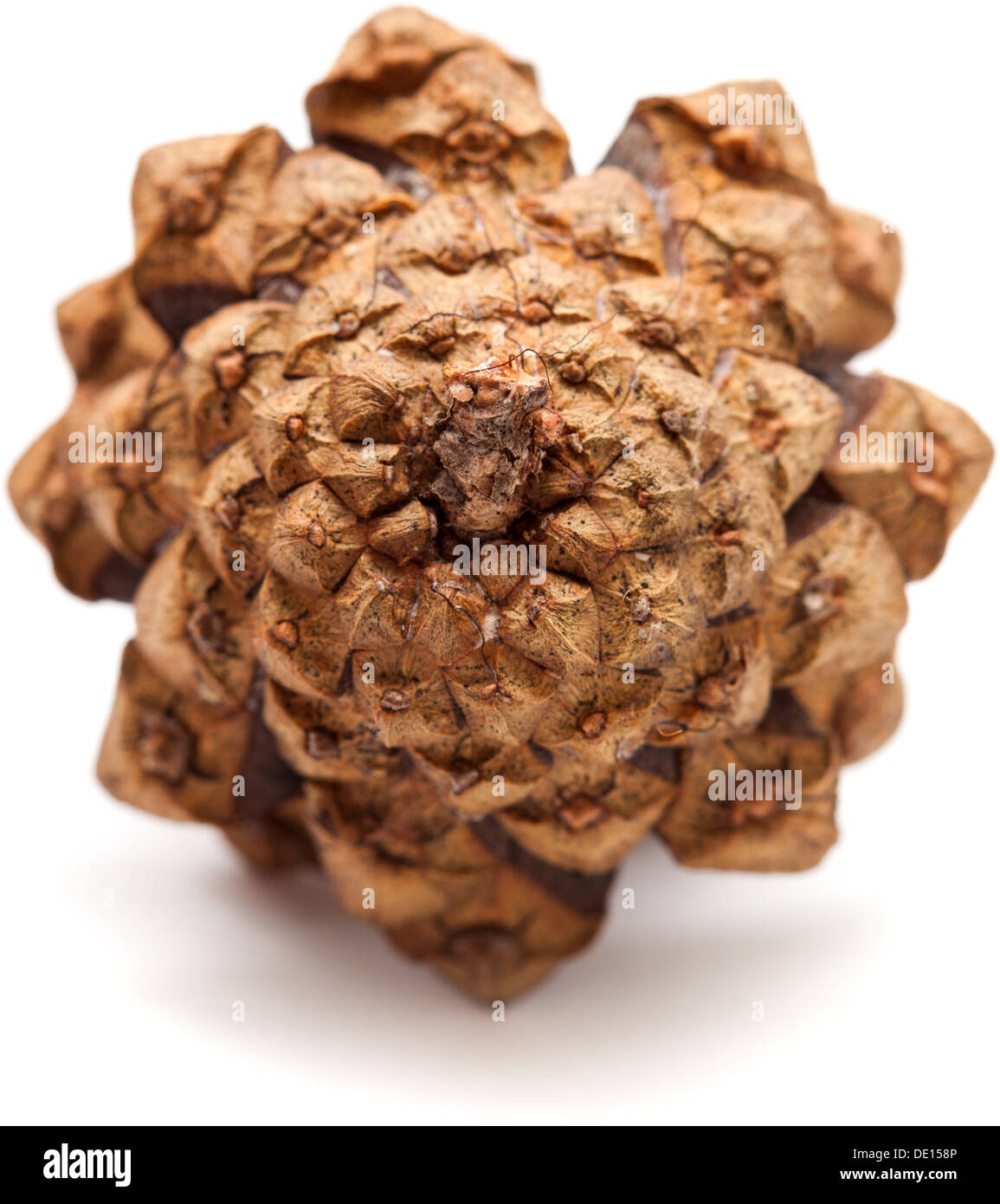 pine cone isolated Stock Photo - Alamy