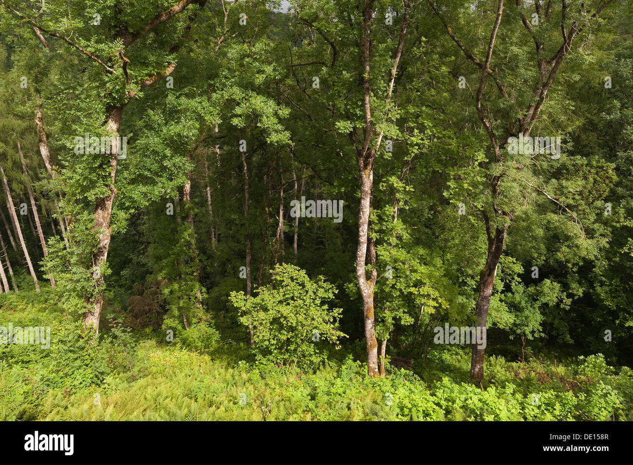 Tall slender ash trees colonising steep ravine slope at Coed Rheidol ...