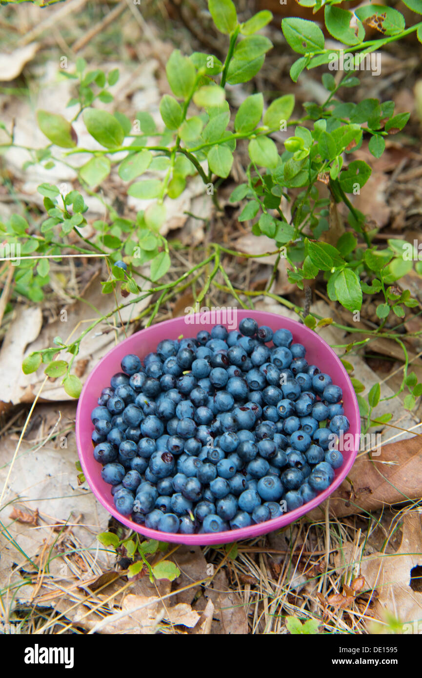 Blueberry bush Stock Photo - Alamy