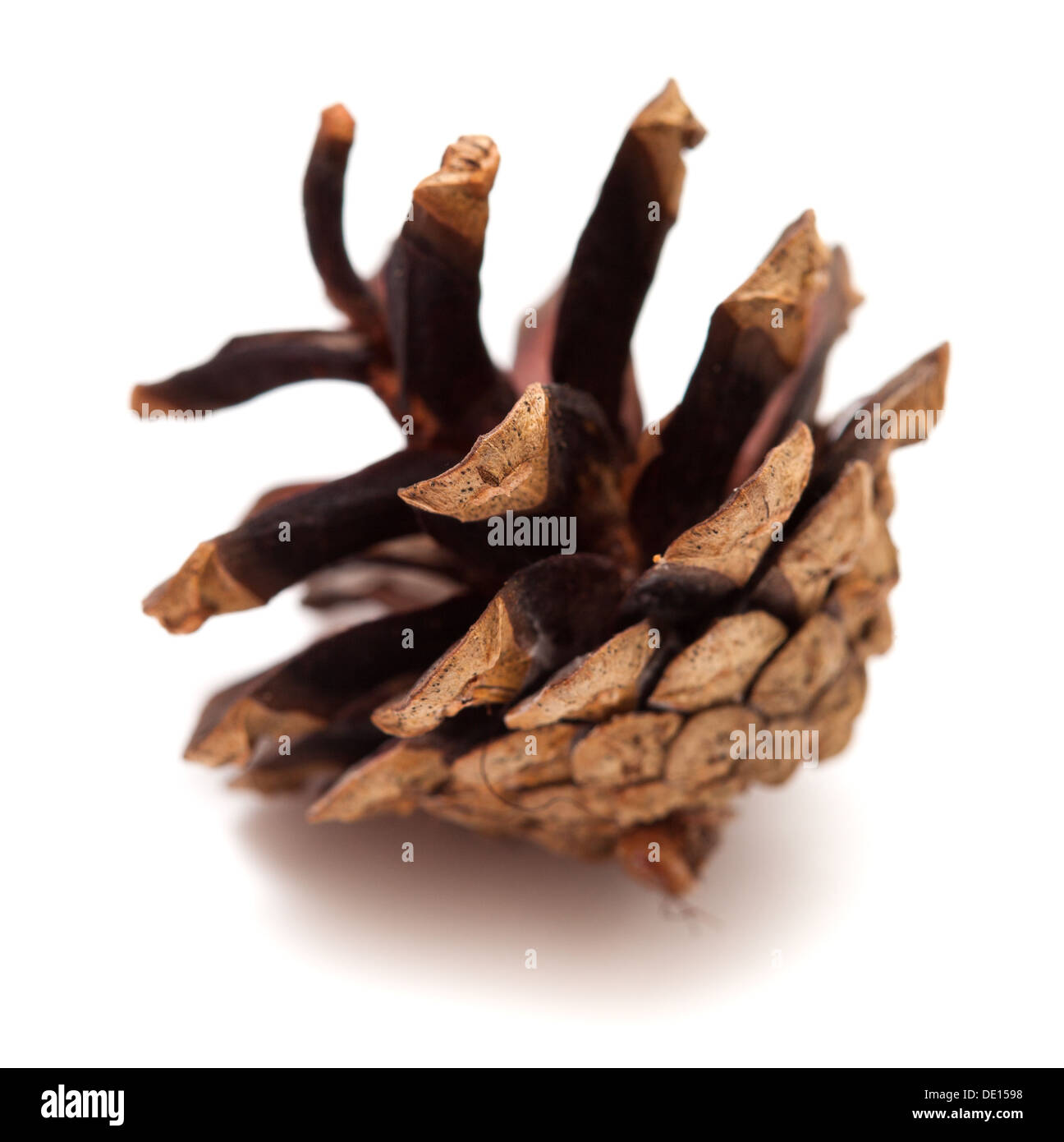 pine cone isolated Stock Photo - Alamy