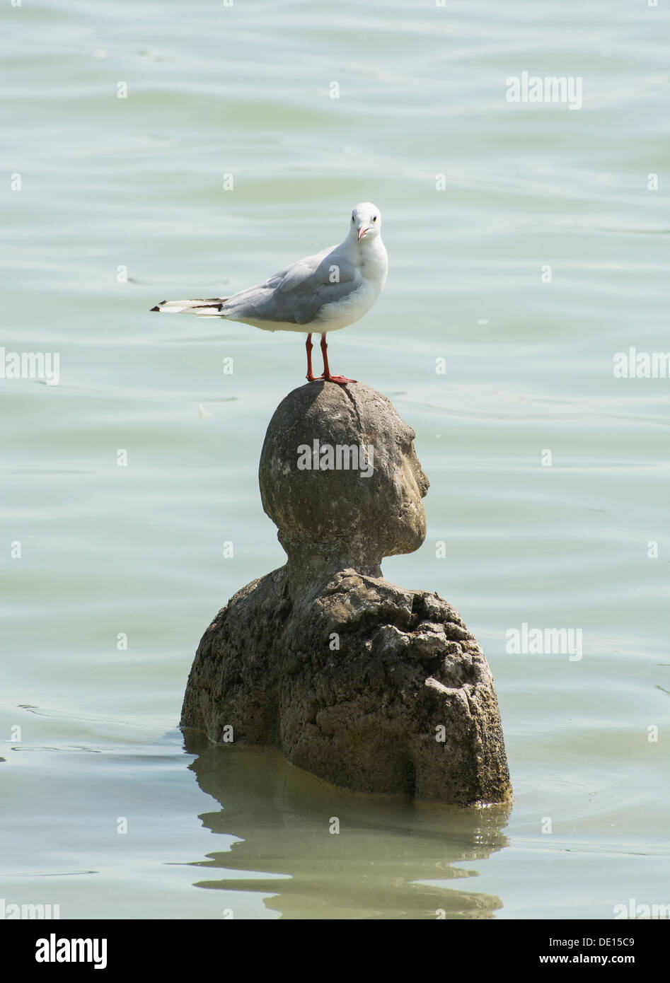 Sea-gull sitting on a head of statue in water. Vertical composition ...