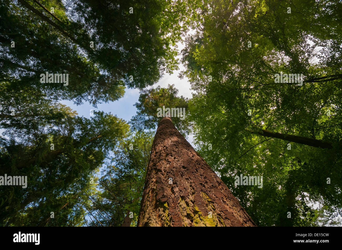 Mixed forest in summer, looking up the trunk of a pine tree to the ...