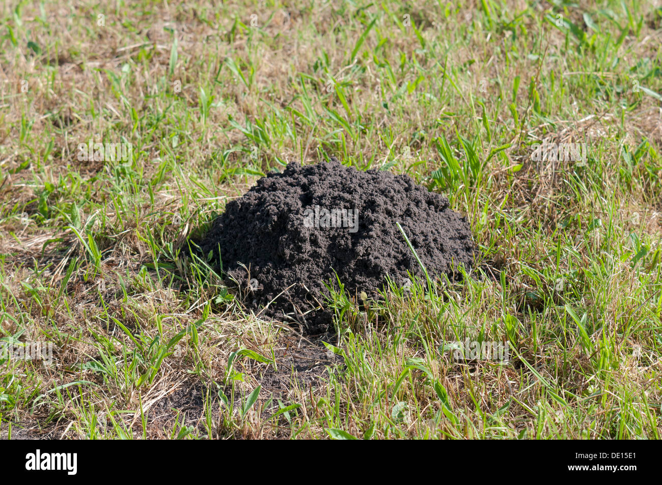 Moles molehill hi-res stock photography and images - Alamy