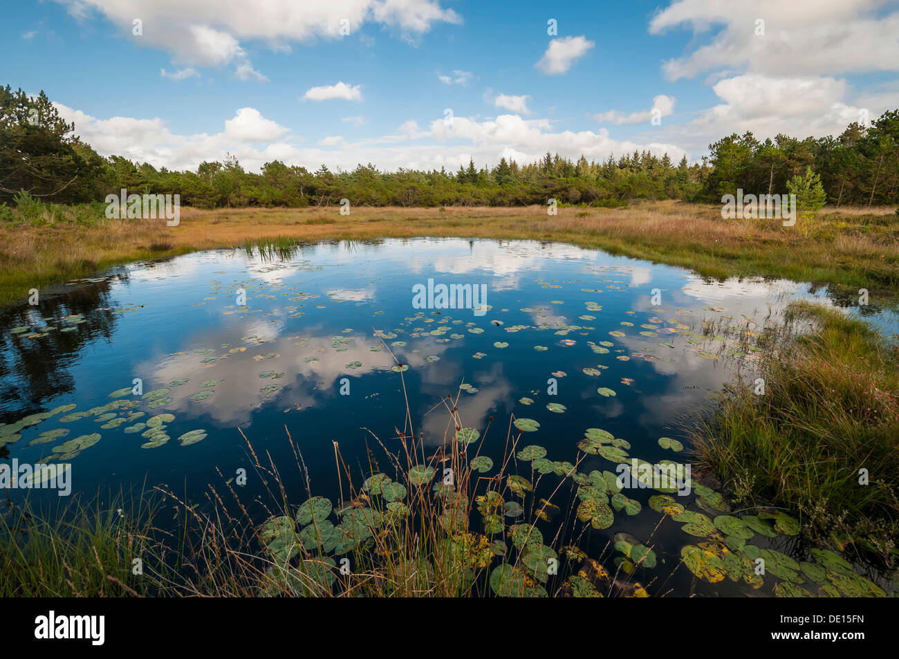 Moor landscape with a lake near Henne Beach, West Jutland, Denmark ...
