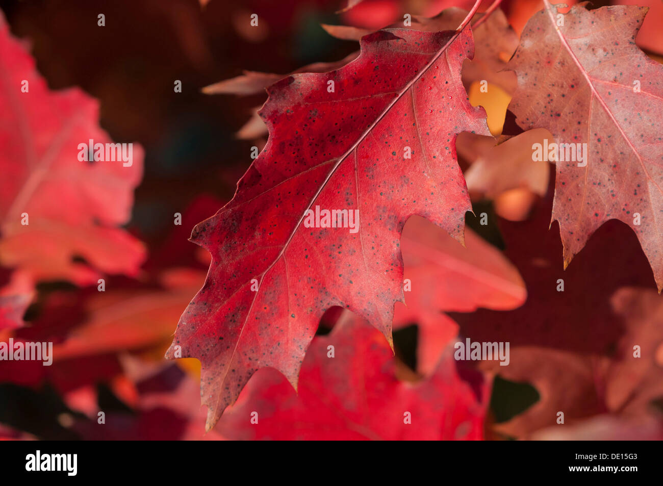 Northern red oak hi-res stock photography and images - Alamy