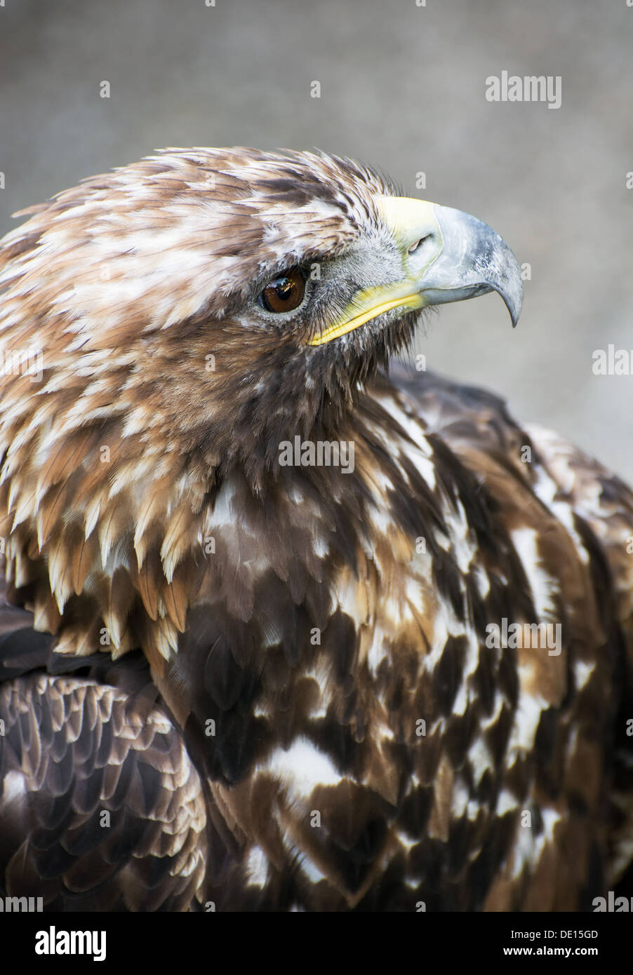 The Golden eagle (Aquila chrysaetos) is one of the best-known birds of ...