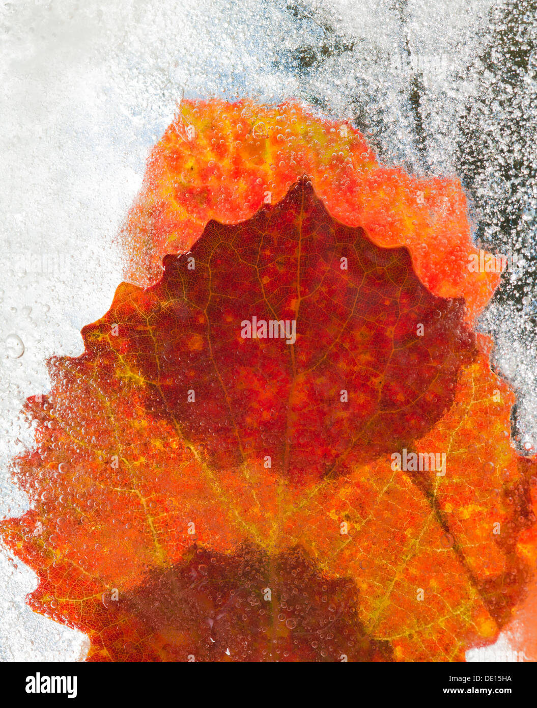 icy plants - flora frozen into ice, autumn changing into winter concept ...