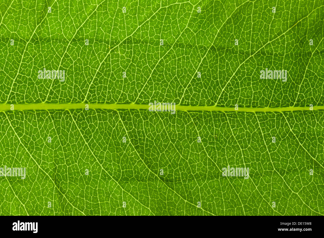 Leaf structure of a Bistort (Bistorta officinalis) in transmitted light ...