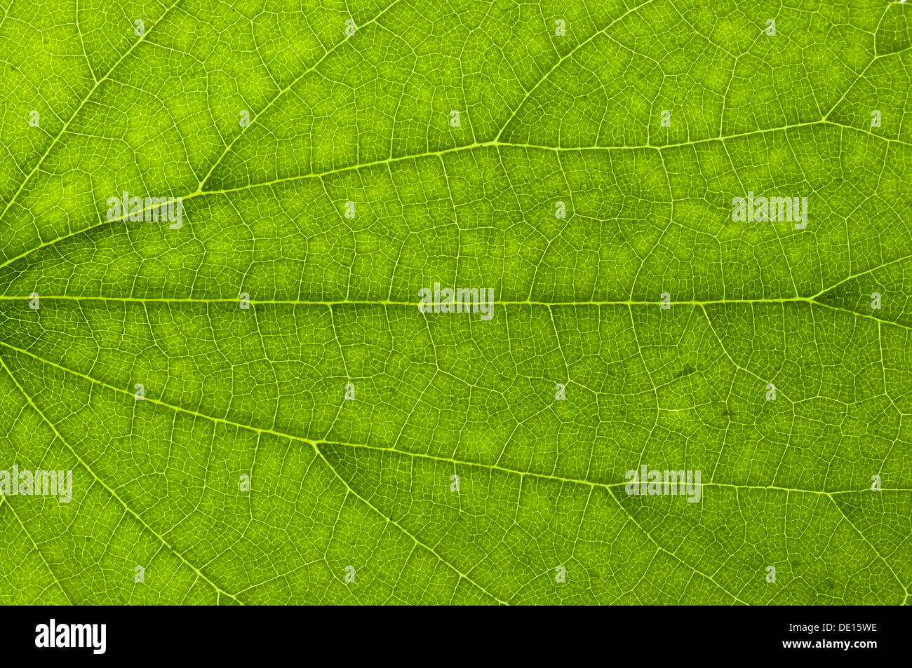 Leaf structure of a Great Nettle (Urtica dioica) in transmitted light ...