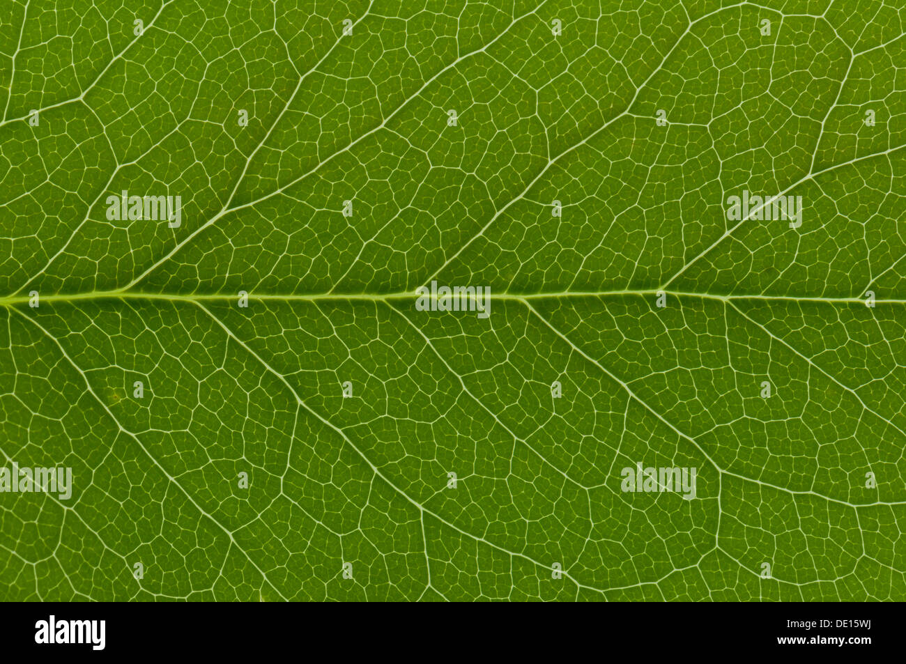 Reticulated leaf hi-res stock photography and images - Alamy