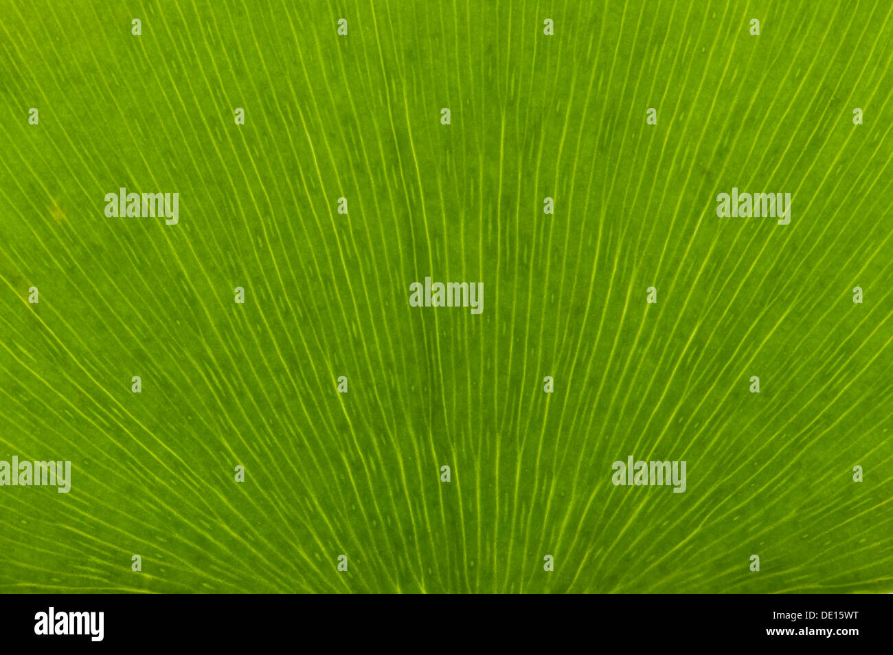 Leaf structure of a Ginkgo (Ginkgo biloba), detail, Frankfurt am Main ...