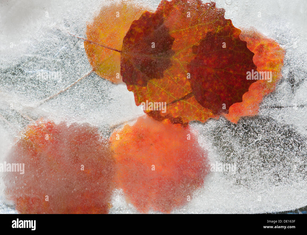 icy plants - flora frozen into ice, autumn changing into winter concept ...