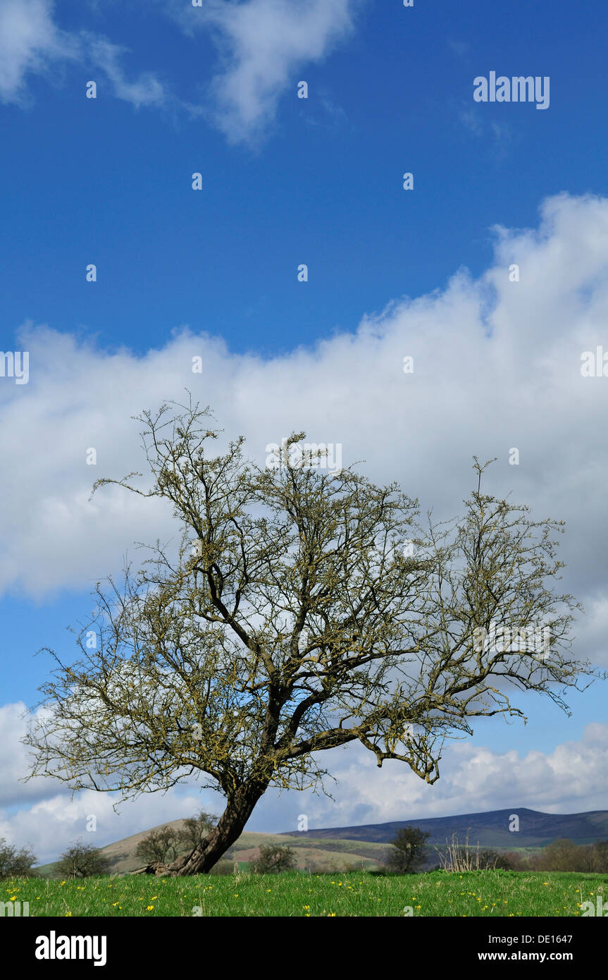 Peak district tree Stock Photo - Alamy