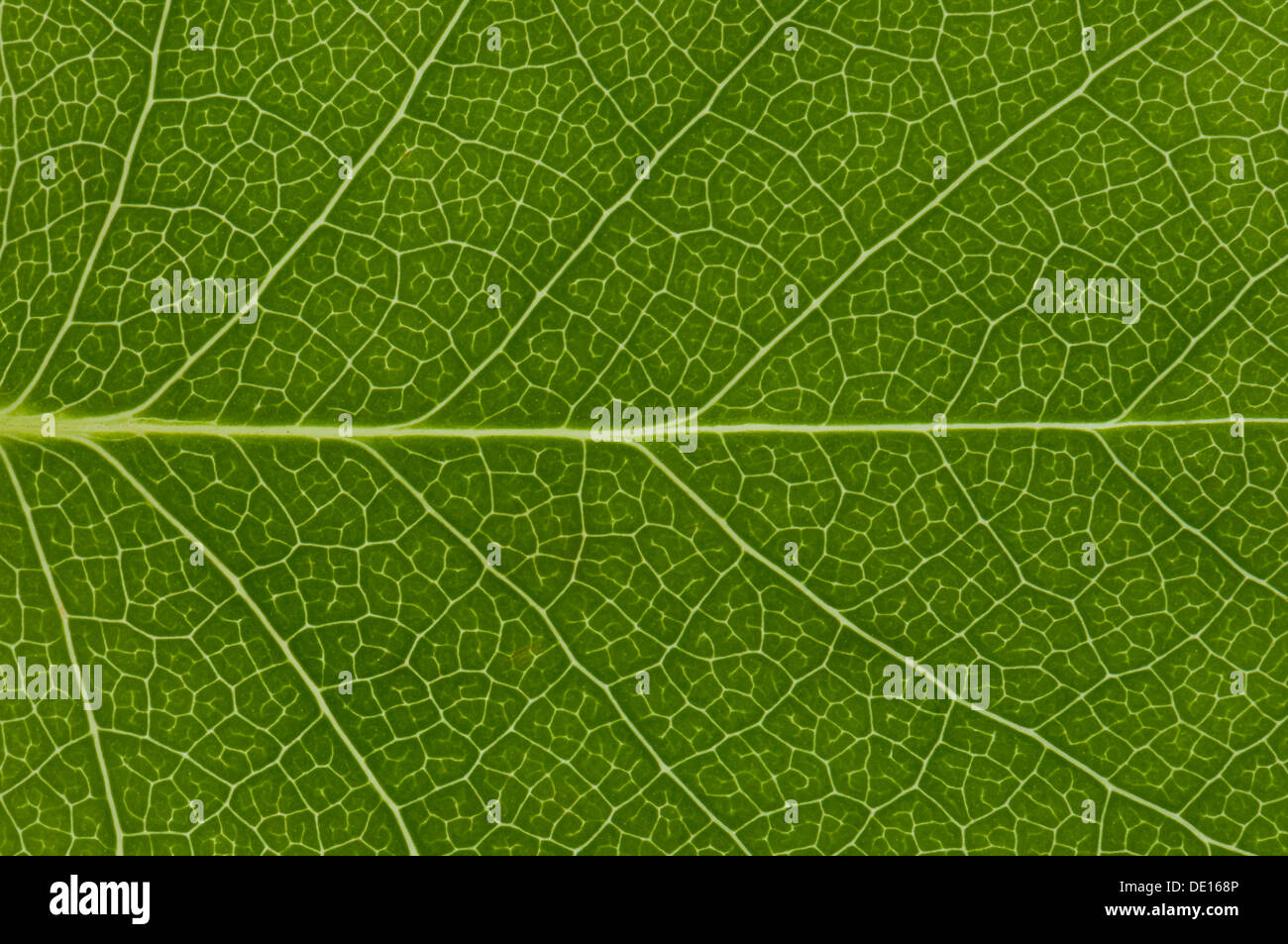 Tulip tree (liriodendron tulipifera) hi-res stock photography and ...