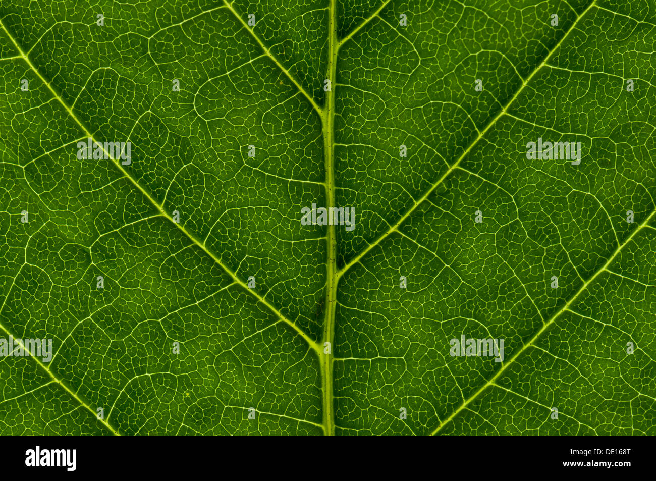 Reticulated leaf hi-res stock photography and images - Alamy