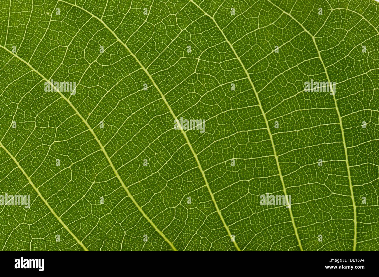Leaf structure of the Persian Walnut orCommon Walnut (Juglans regia ...