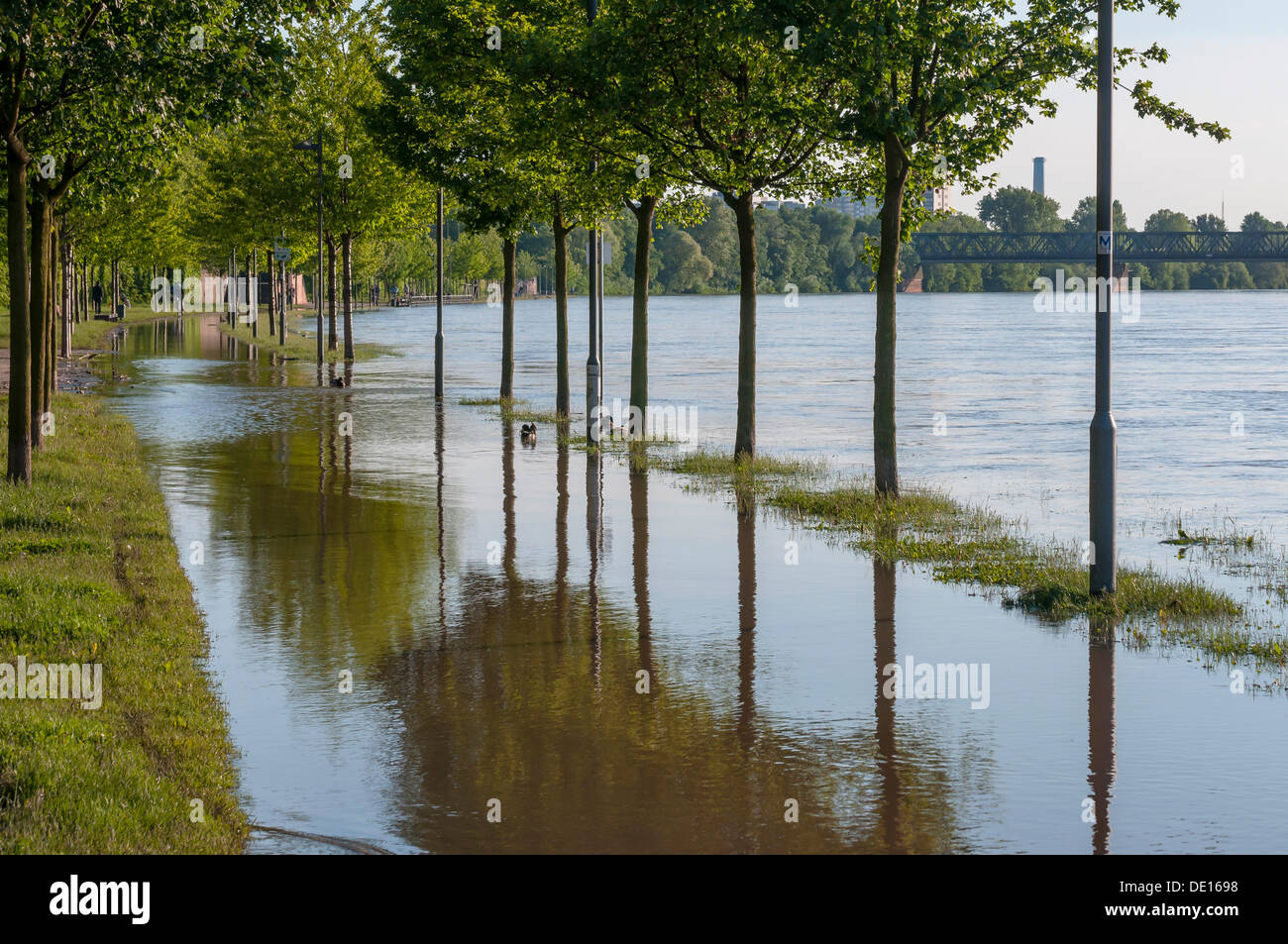 Flood waters of the flooded Main River, Frankfurt am Main, Hesse ...
