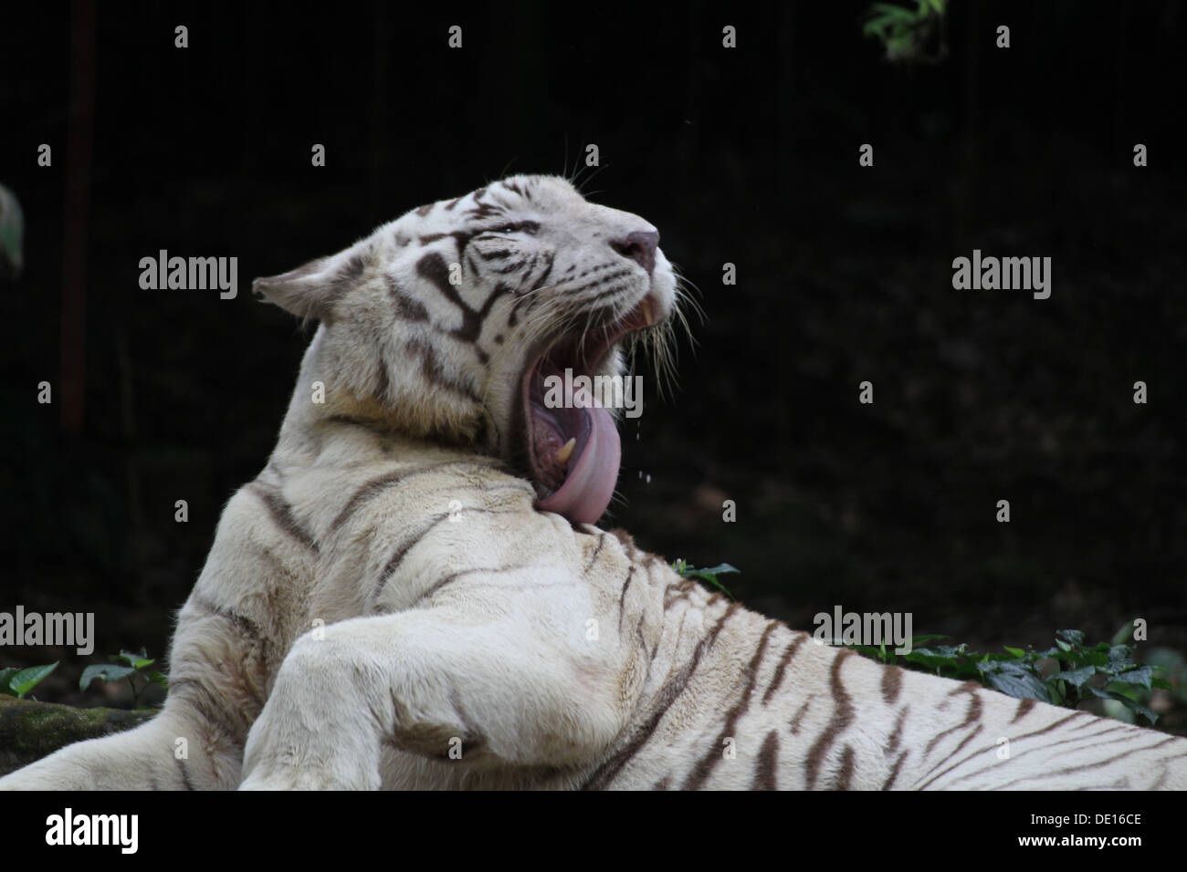 A wild life shot of a white tiger in captivity Stock Photo - Alamy