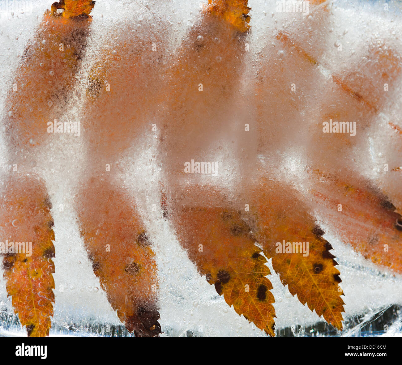 icy plants - flora frozen into ice, autumn changing into winter concept ...