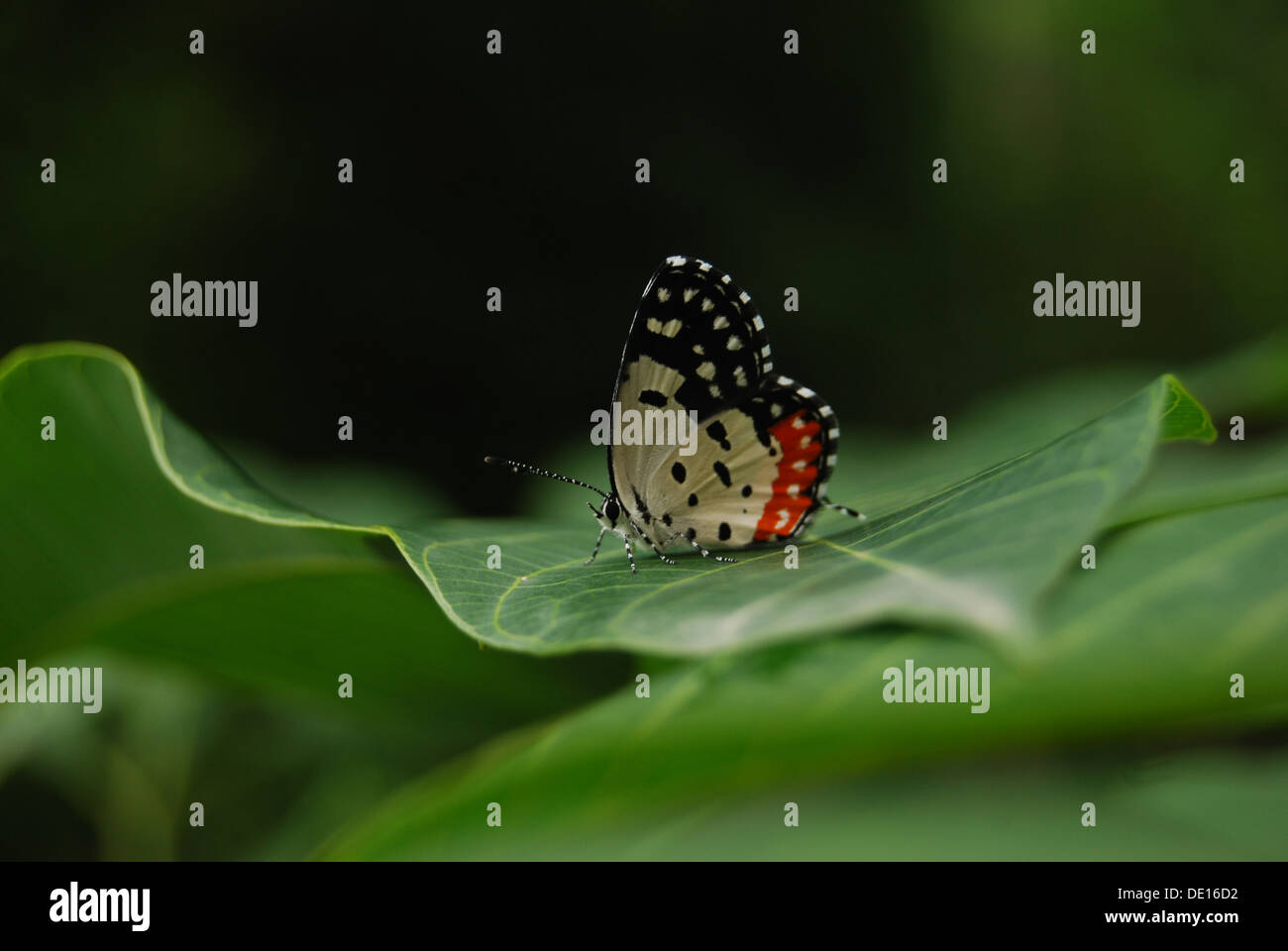 The Red Pierrot Butterfly Stock Photo - Alamy