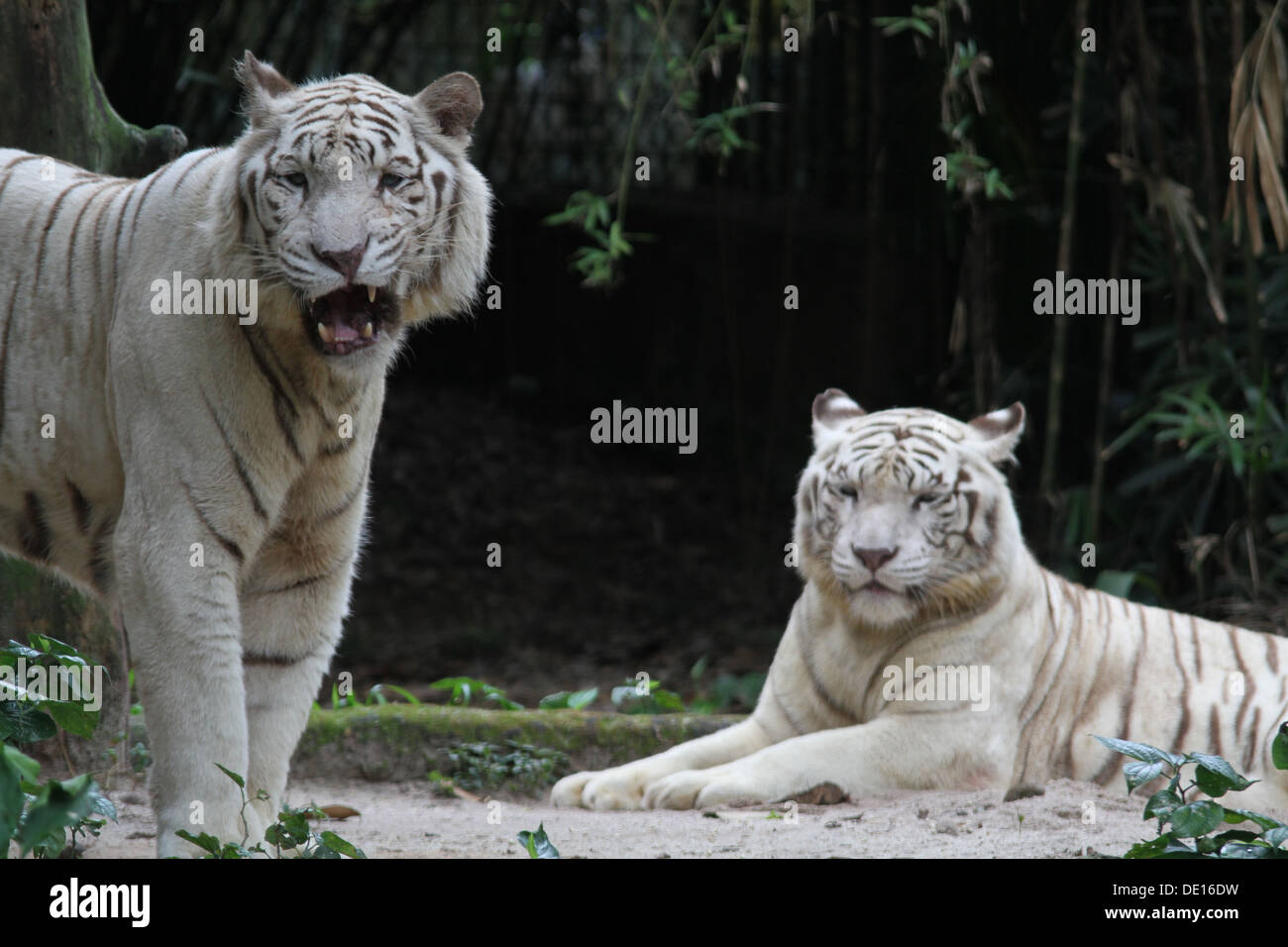 A wild life shot of a white tiger in captivity Stock Photo - Alamy